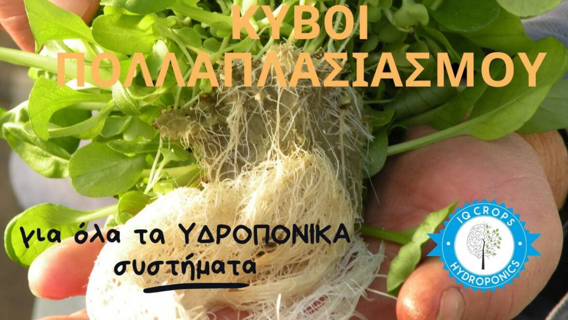 ΠΡΑΣΙΝΑ ΦΥΛΛΩΔΗ ΛΑΧΑΝΙΚΑ & ΚΥΒΟΙ ΠΟΛΛΑΠΛΑΣΙΑΣΜΟΥ ΠΕΤΡΟΒΑΜΒΑΚΑ ΑΟ