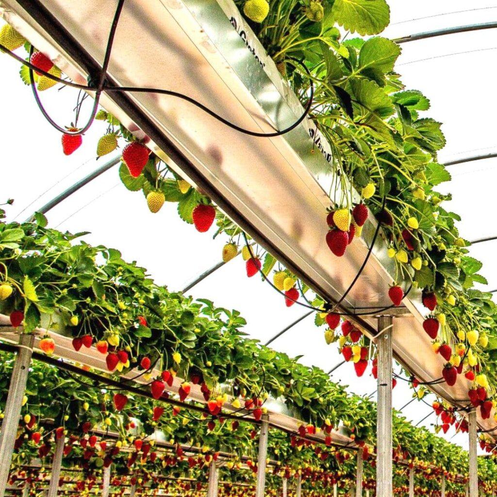 Tsachalos Green Trade