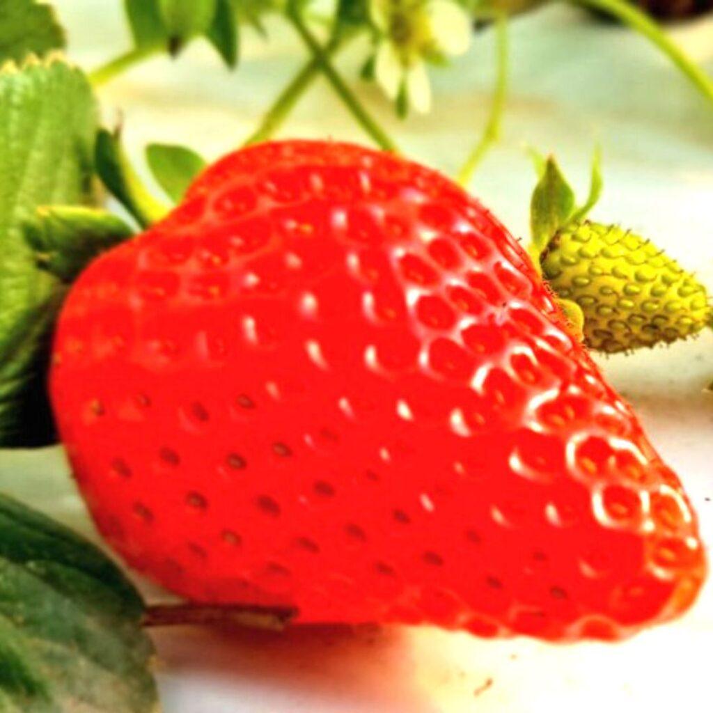 Tsachalos Green Trade