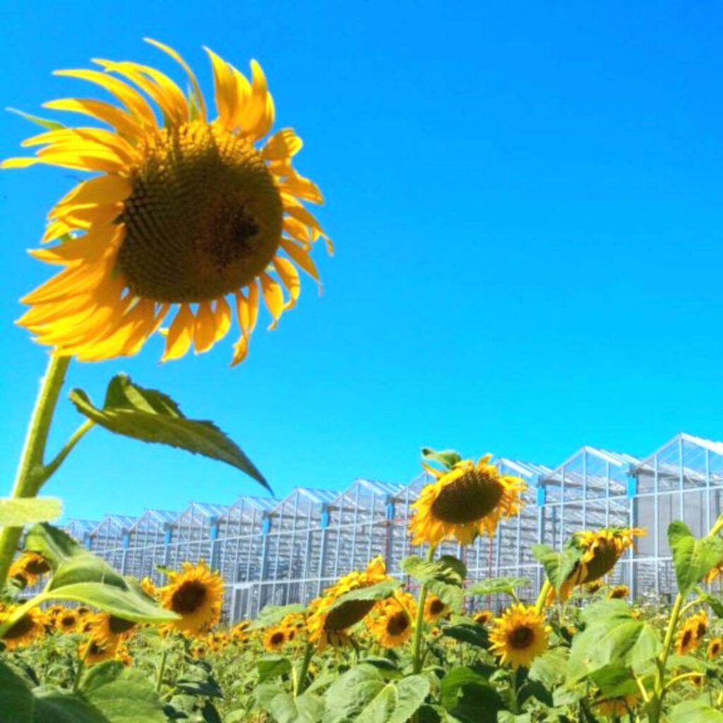 Oziris Hydroponic Greenhouses