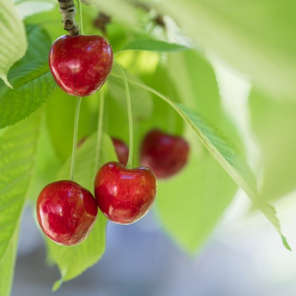 Καλλιέργειες